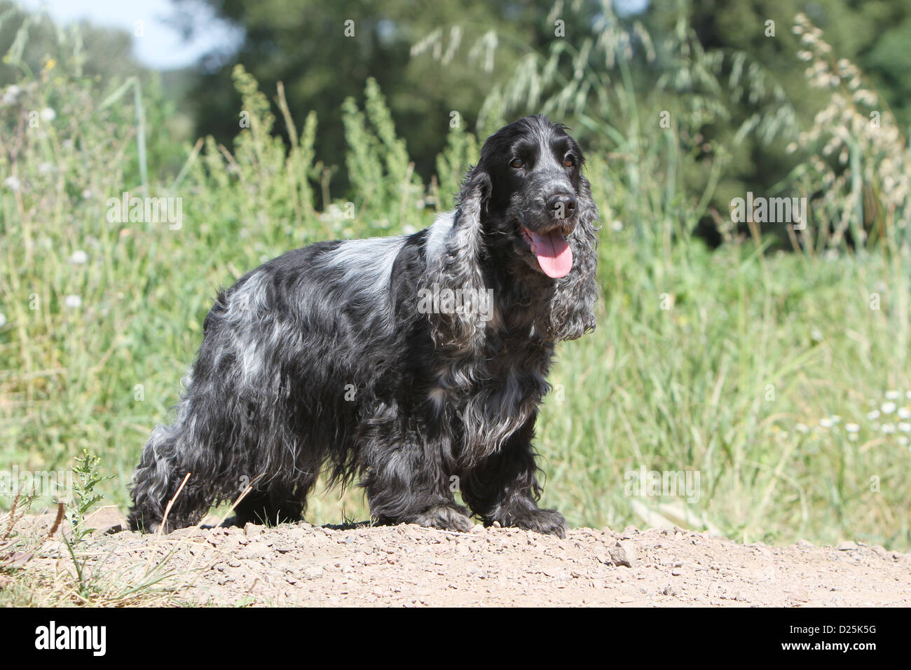 Field spaniel standing dog hi-res stock photography and images - Alamy