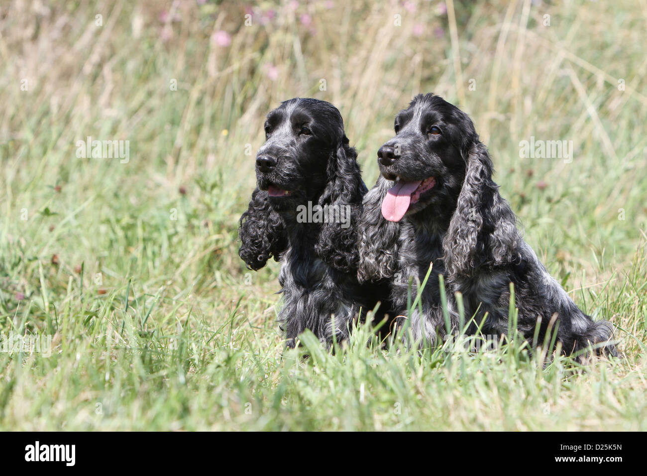Dog English Cocker Spaniel two adults (blue roan) sitting in a meadow ...