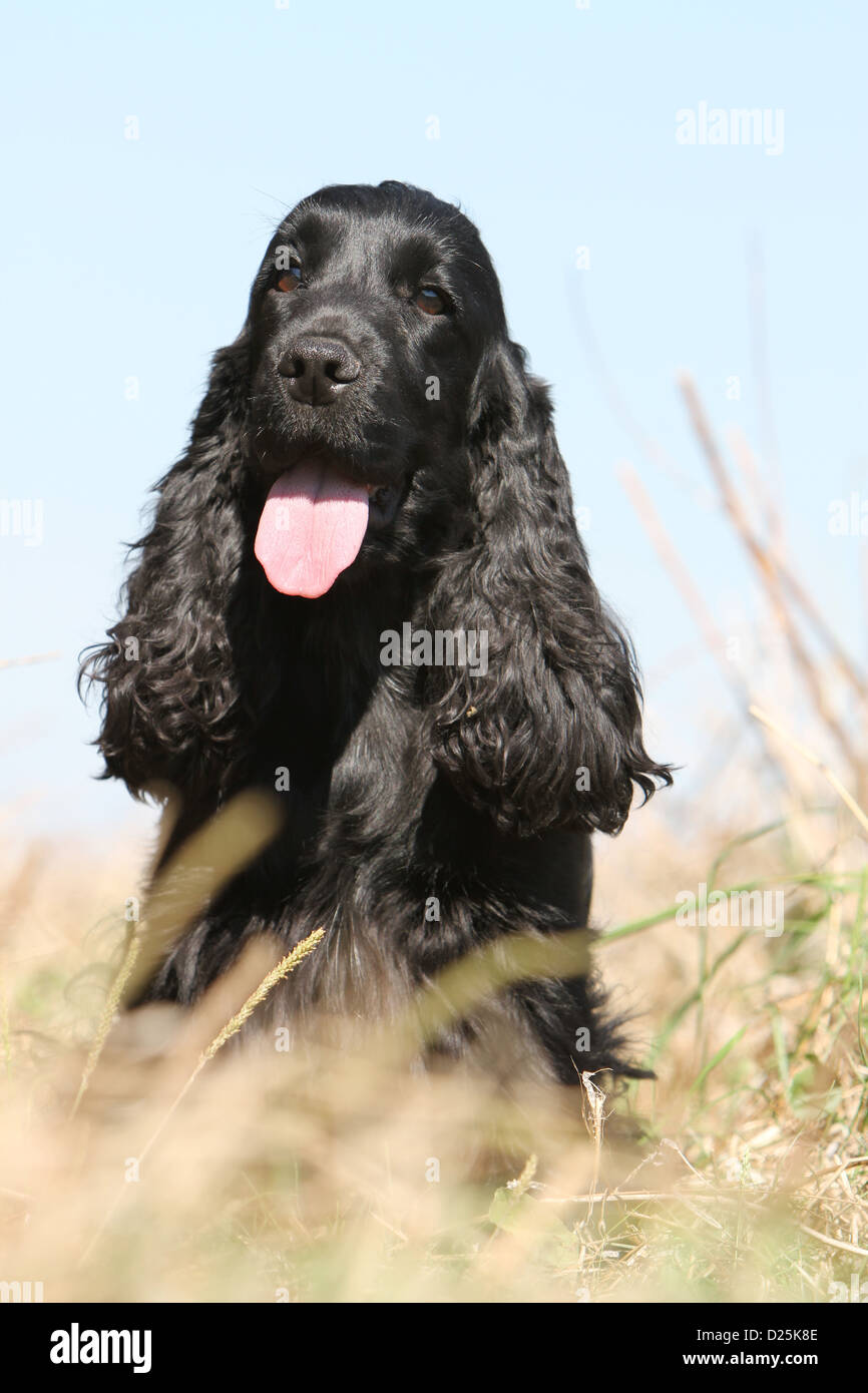 Dog English Cocker Spaniel adult (black) portrait Stock Photo - Alamy