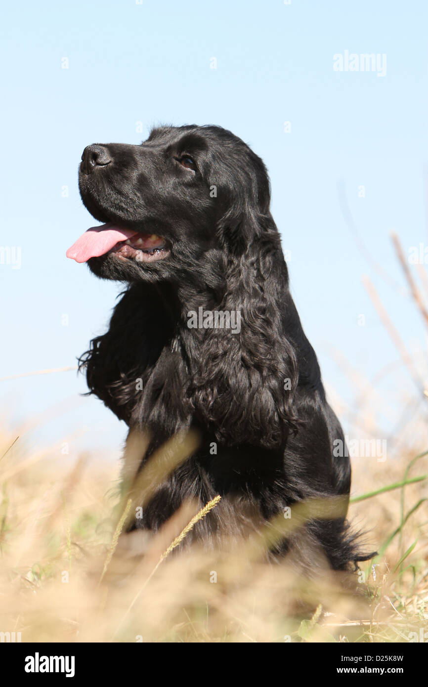 Dog English Cocker Spaniel adult (black) portrait Stock Photo - Alamy