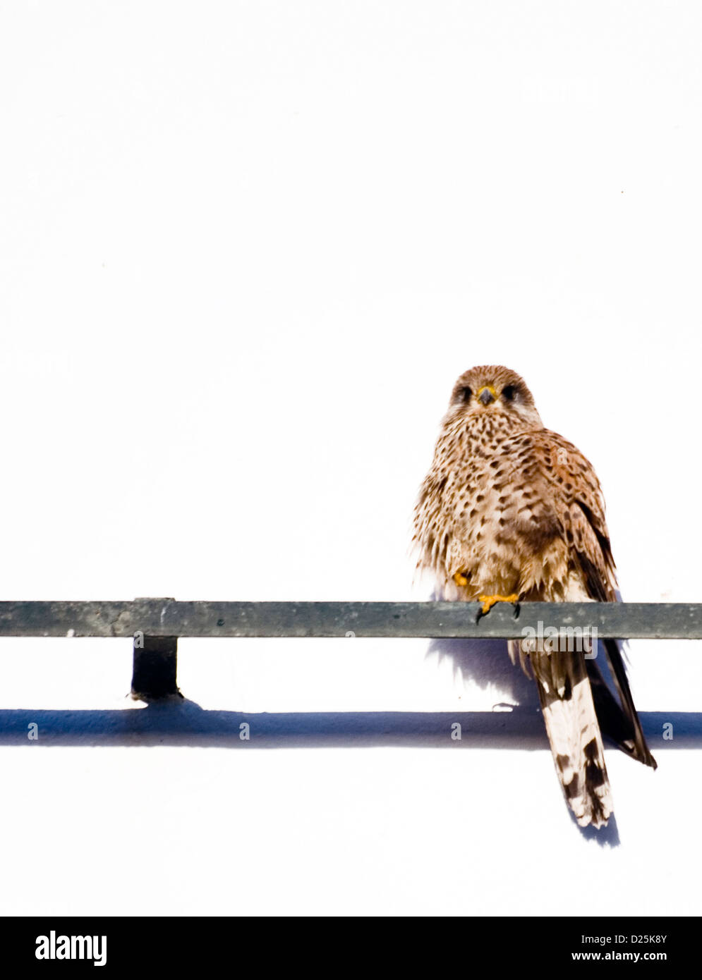 Brown hawk Cut Out Stock Images & Pictures - Alamy
