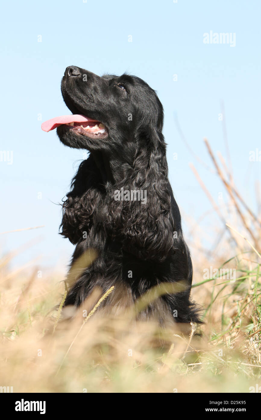 English cocker spaniel black profile hi-res stock photography and ...