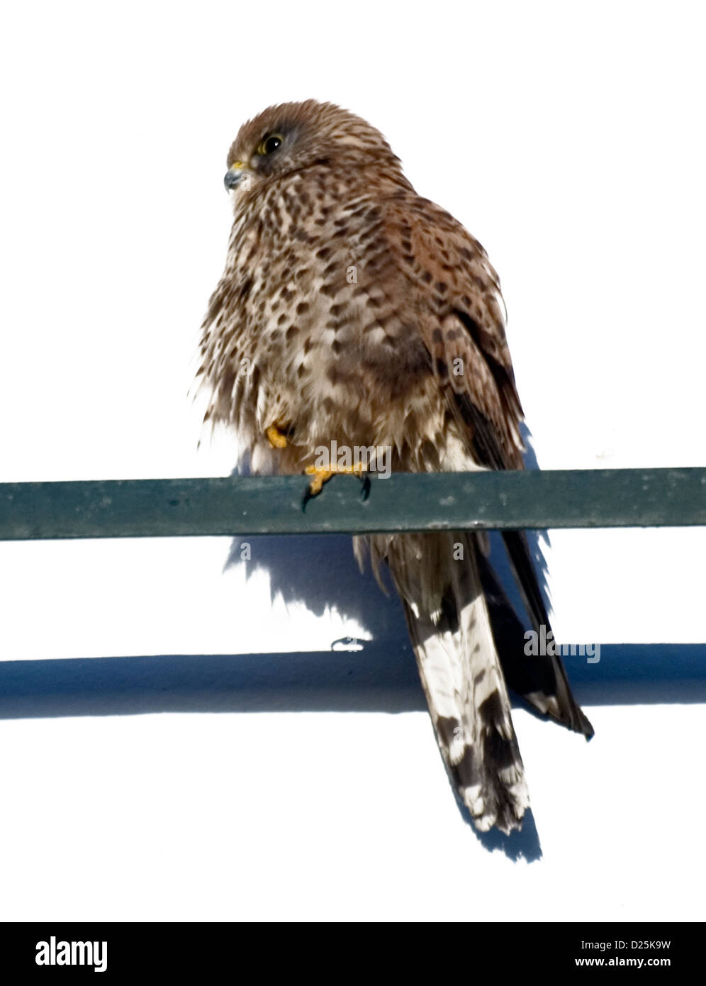 Brown hawk hi-res stock photography and images - Alamy