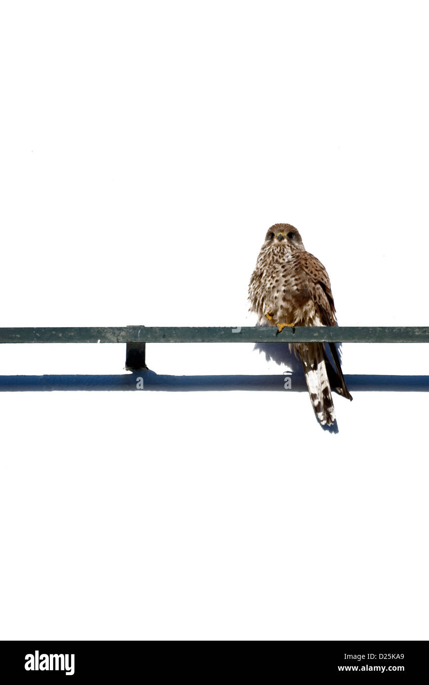 Swift hawk hi-res stock photography and images - Alamy