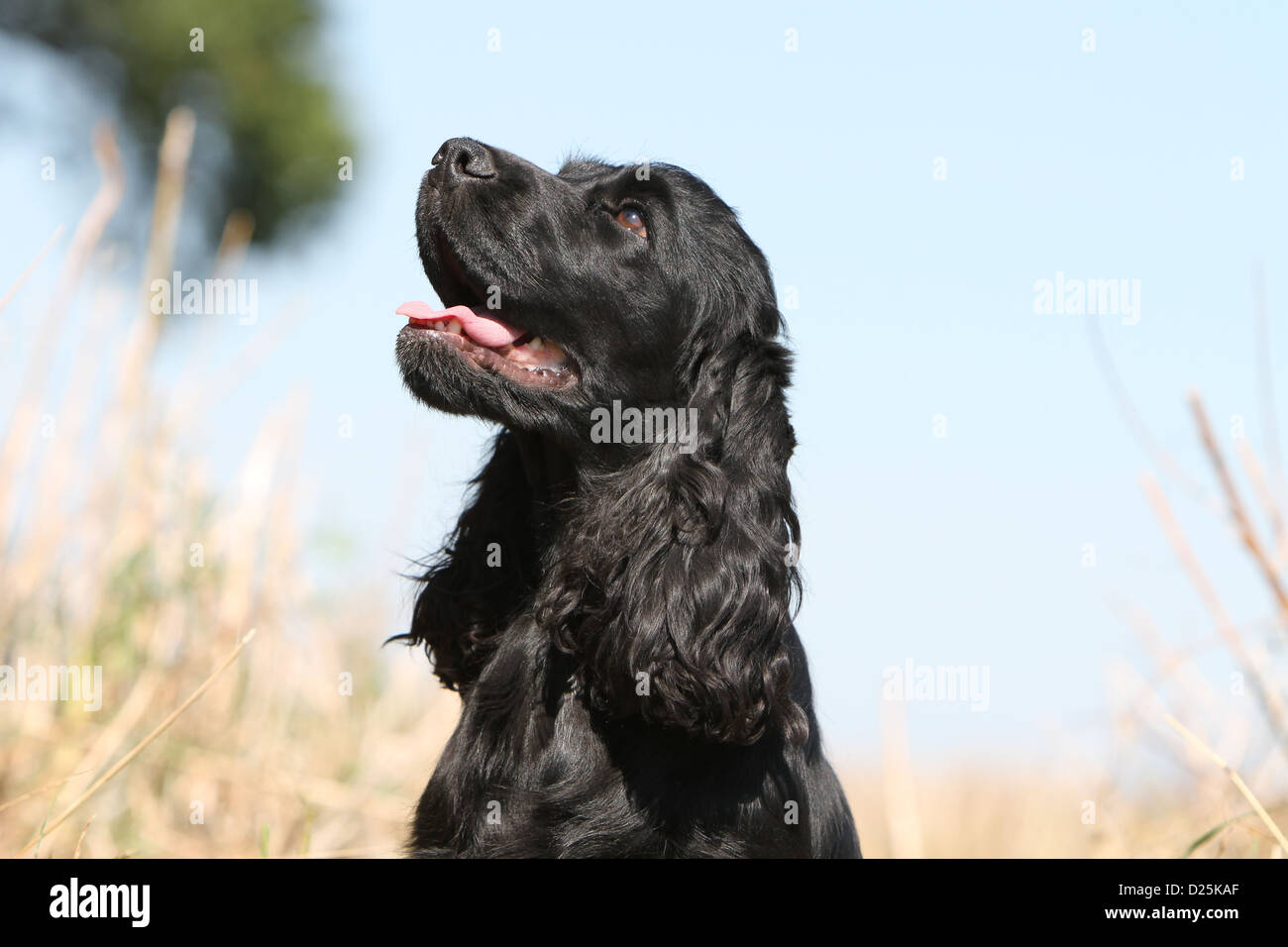 Dog English Cocker Spaniel adult (black) portrait Stock Photo - Alamy