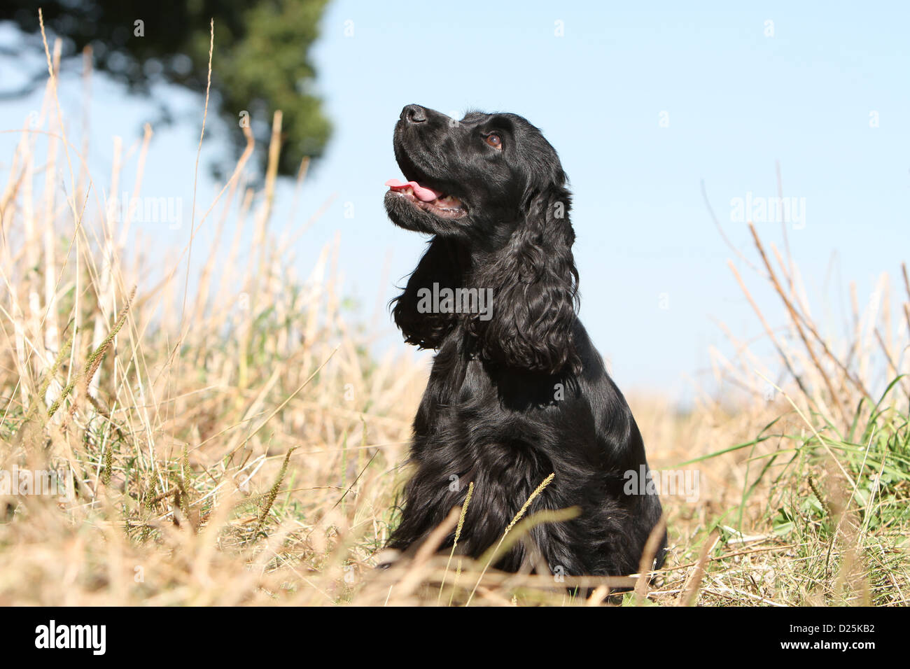Dog English Cocker Spaniel adult (black) sitting profile in a field ...