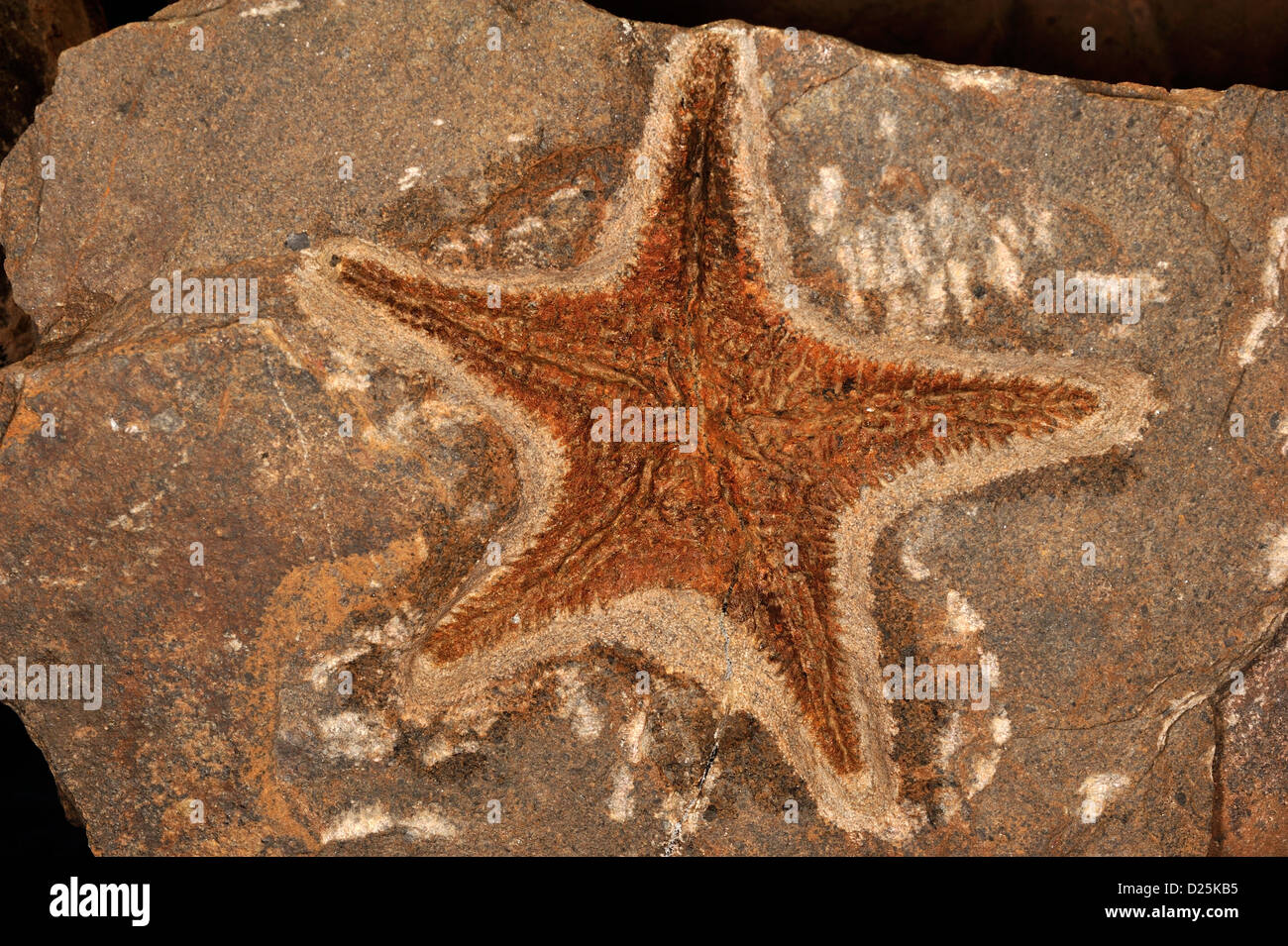 Starfish Fossils