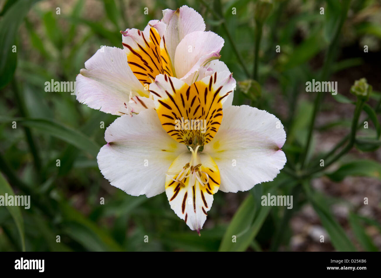 Appollo hi-res stock photography and images - Alamy