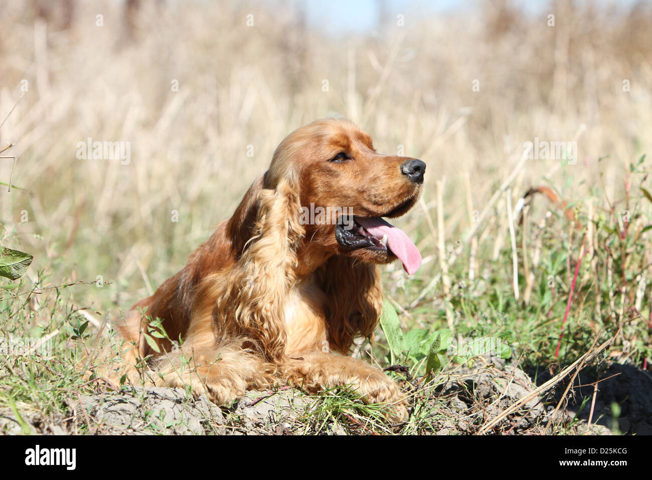 Dog English Cocker Spaniel adult (red) lying in a meadow Stock Photo ...