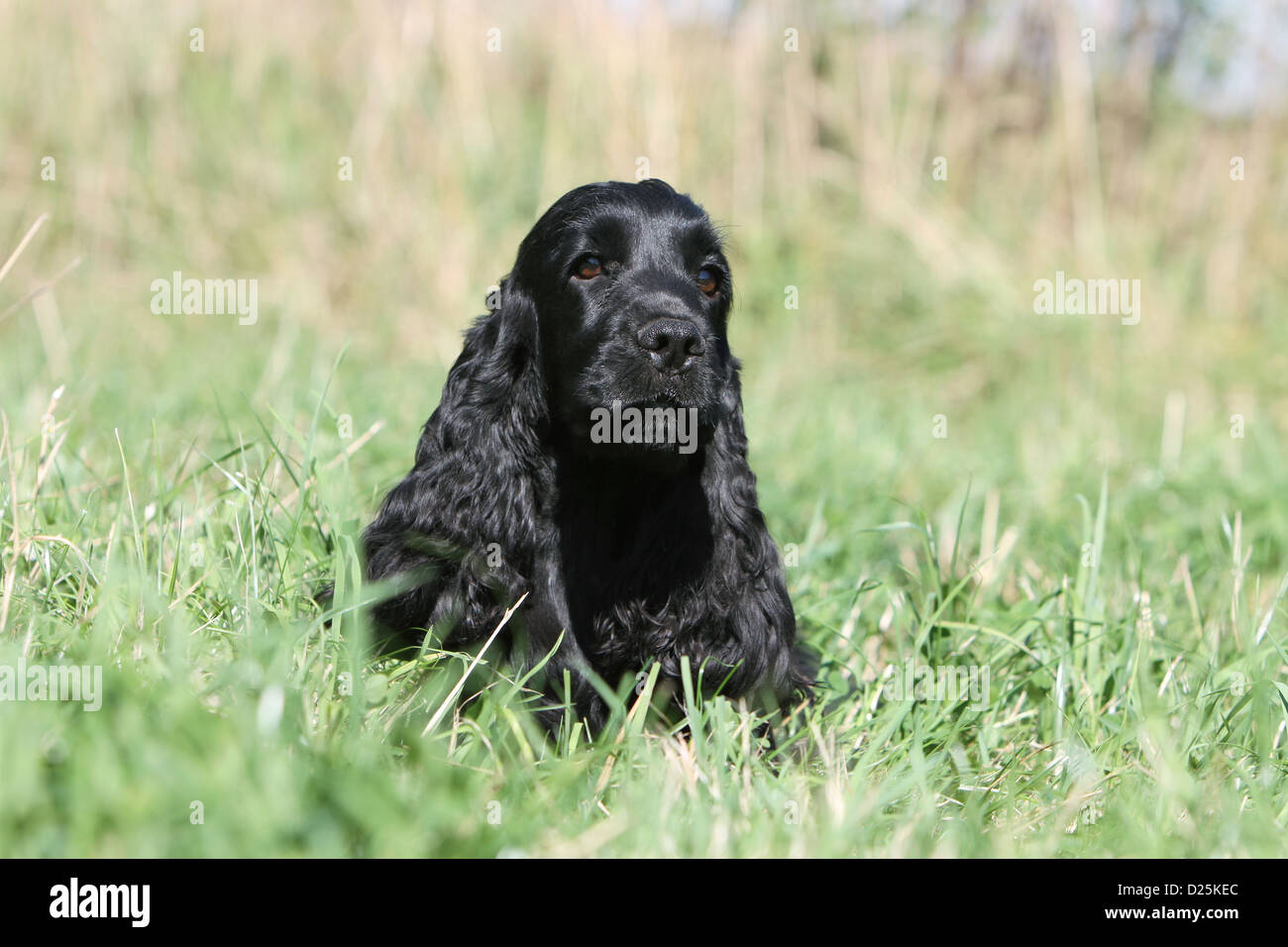 Dog English Cocker Spaniel adult (black) lying in a meadow Stock Photo ...