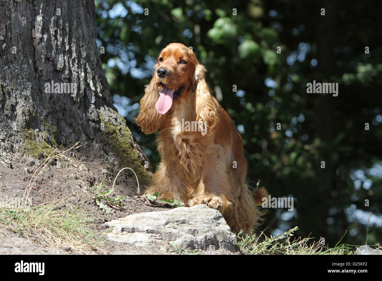 Dog English Cocker Spaniel adult (red) standing on a wood Stock Photo ...