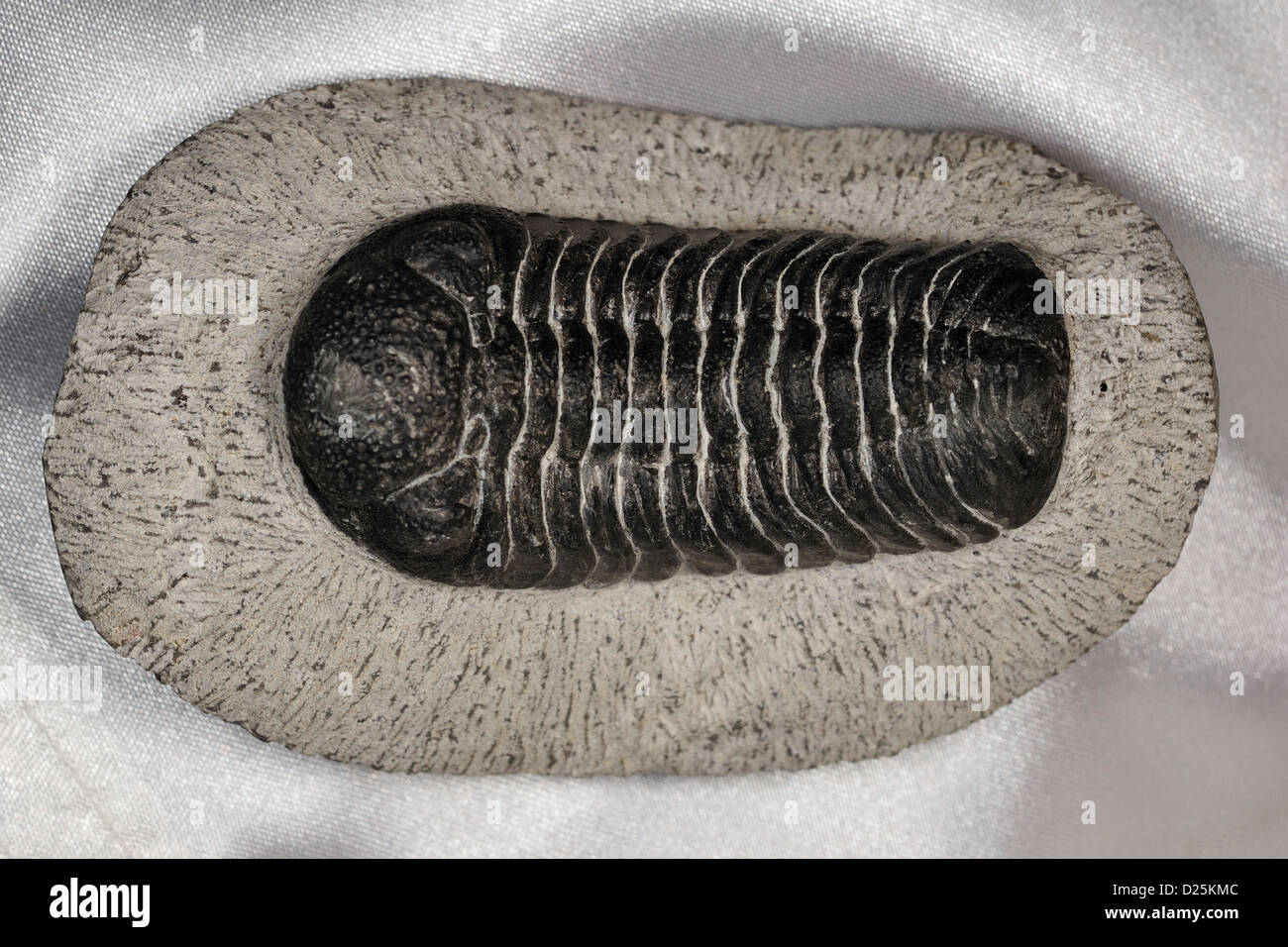 Trilobite, Phacops sp., Devonian Period, Marocco, Africa Stock Photo ...