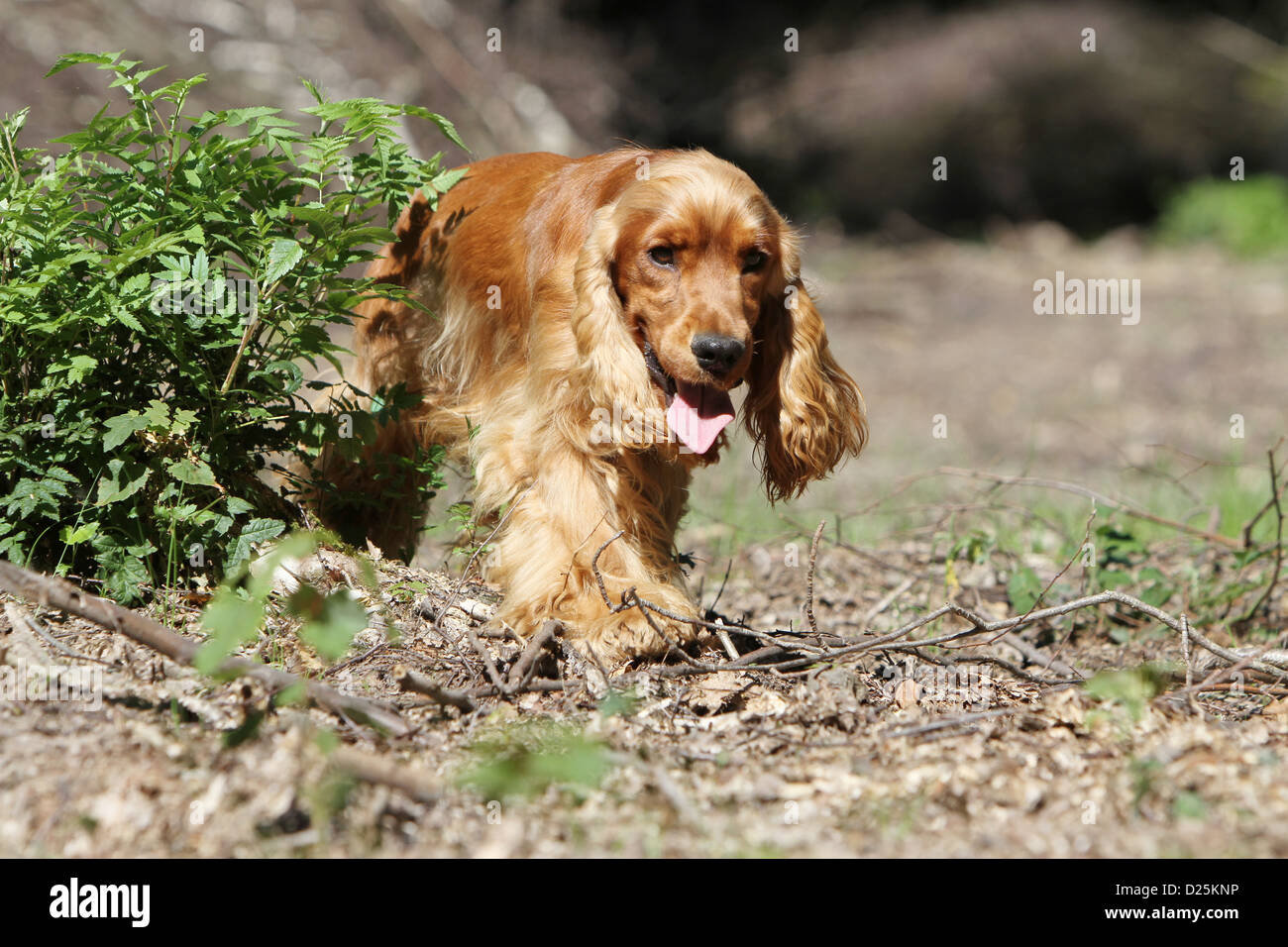 Dog English Cocker Spaniel adult (red) walking in a forest Stock Photo ...
