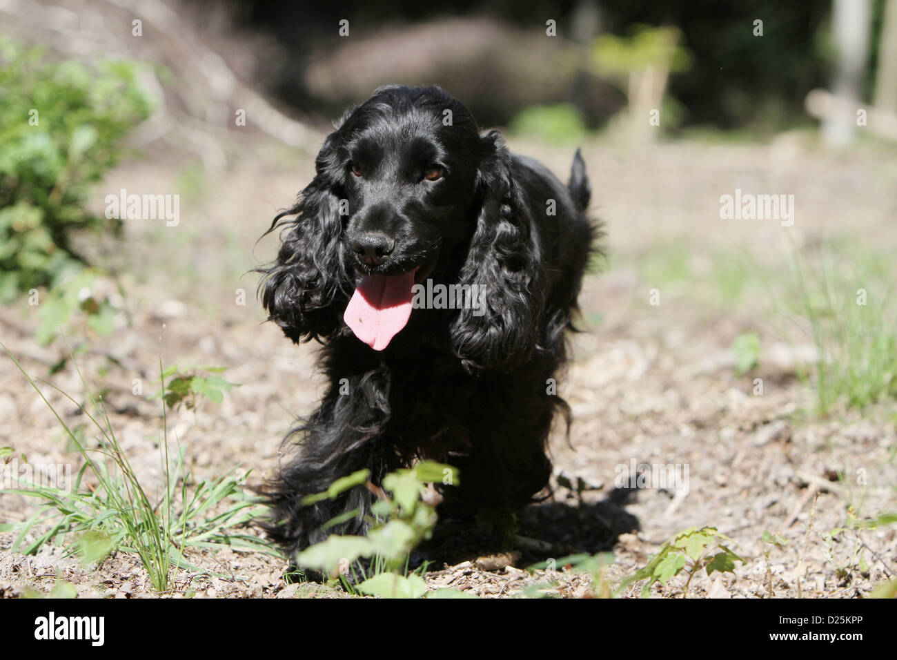 Black cocker spaniel hi-res stock photography and images - Alamy