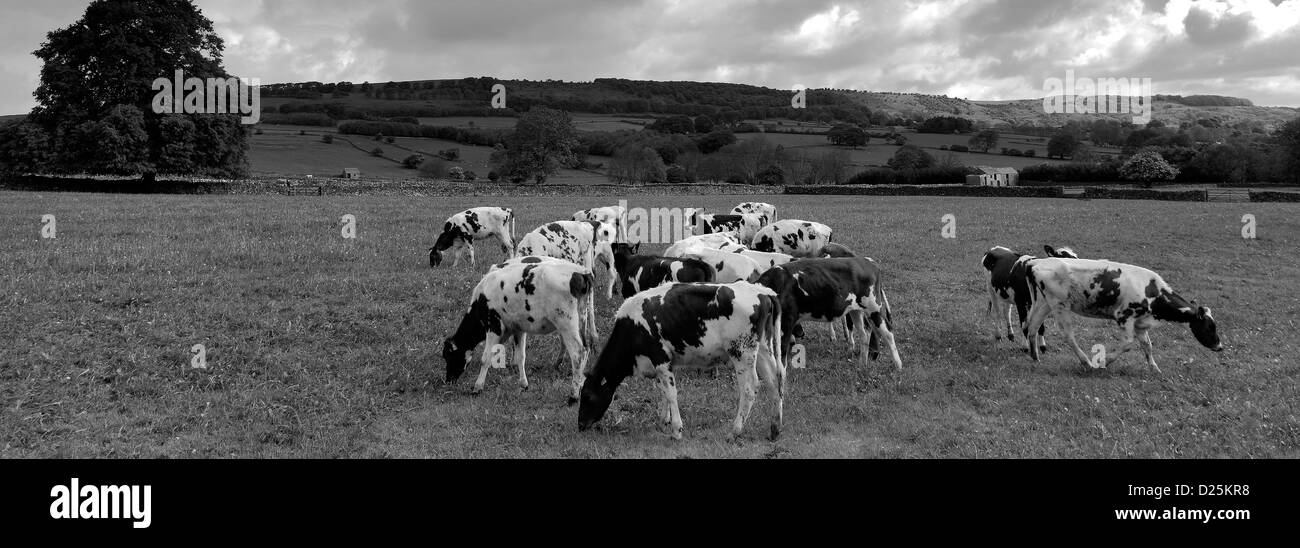 heard of cows under Longstone Edge, Little Longstone village, Peak ...