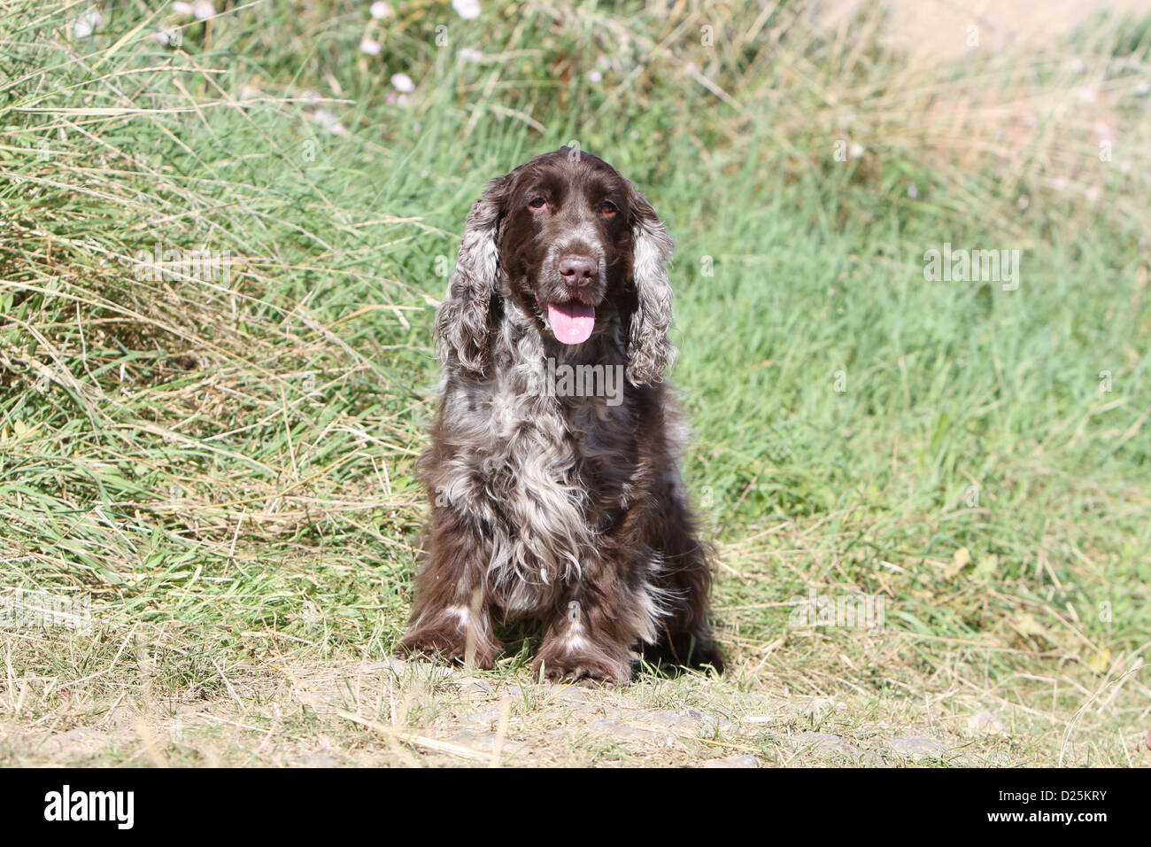 Dog English Cocker Spaniel adult (liver roan) standing in a meadow ...