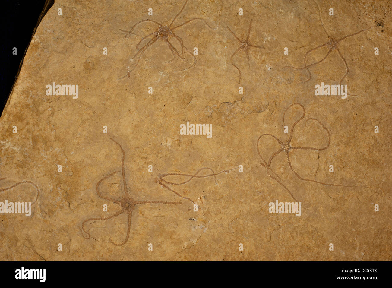 Fossil brittle stars Sinosura kelheimense, Echinodermata; Ophiuroidea ...