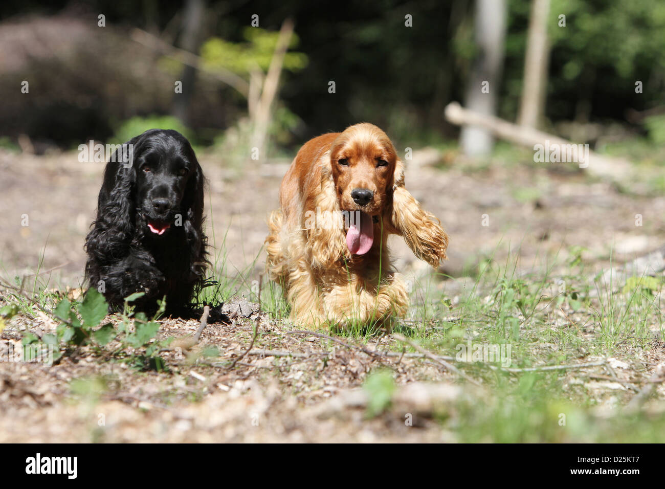 Red English Cocker Spaniel Puppies