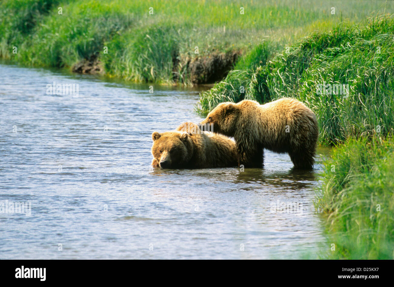 Sow & cub brown bears cool in a stream at Hallo Bay, Katmai National ...