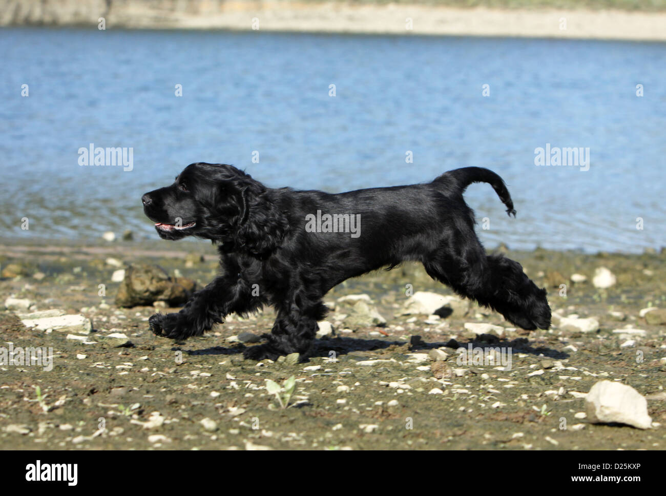 Dog English Cocker Spaniel adult (black Stock Photo - Alamy
