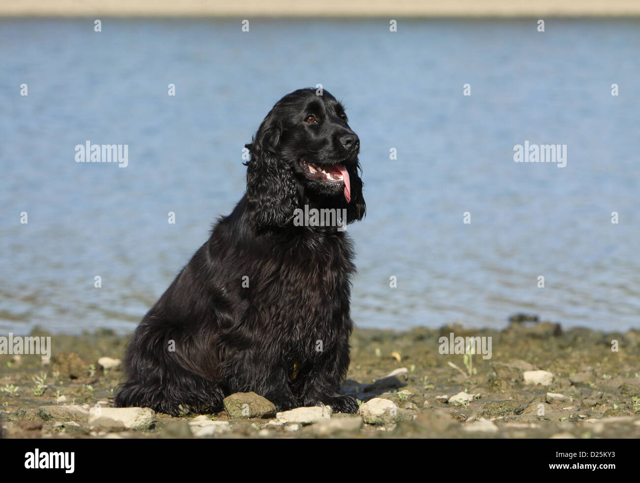 Dog English Cocker Spaniel adult (black) sitting on the edge of a lake ...