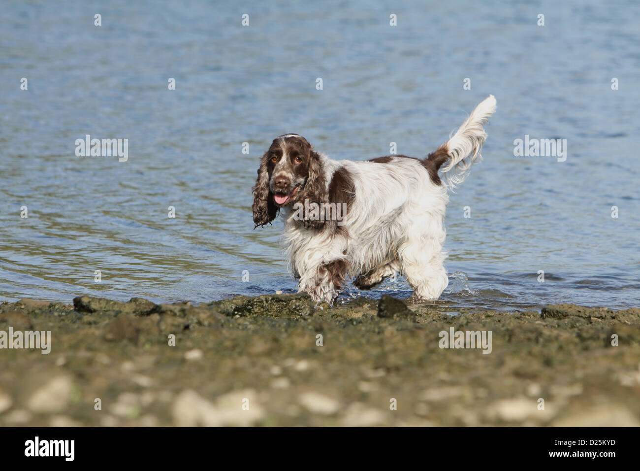 Dog English Cocker Spaniel adult (liver roan) running on a beach Stock ...