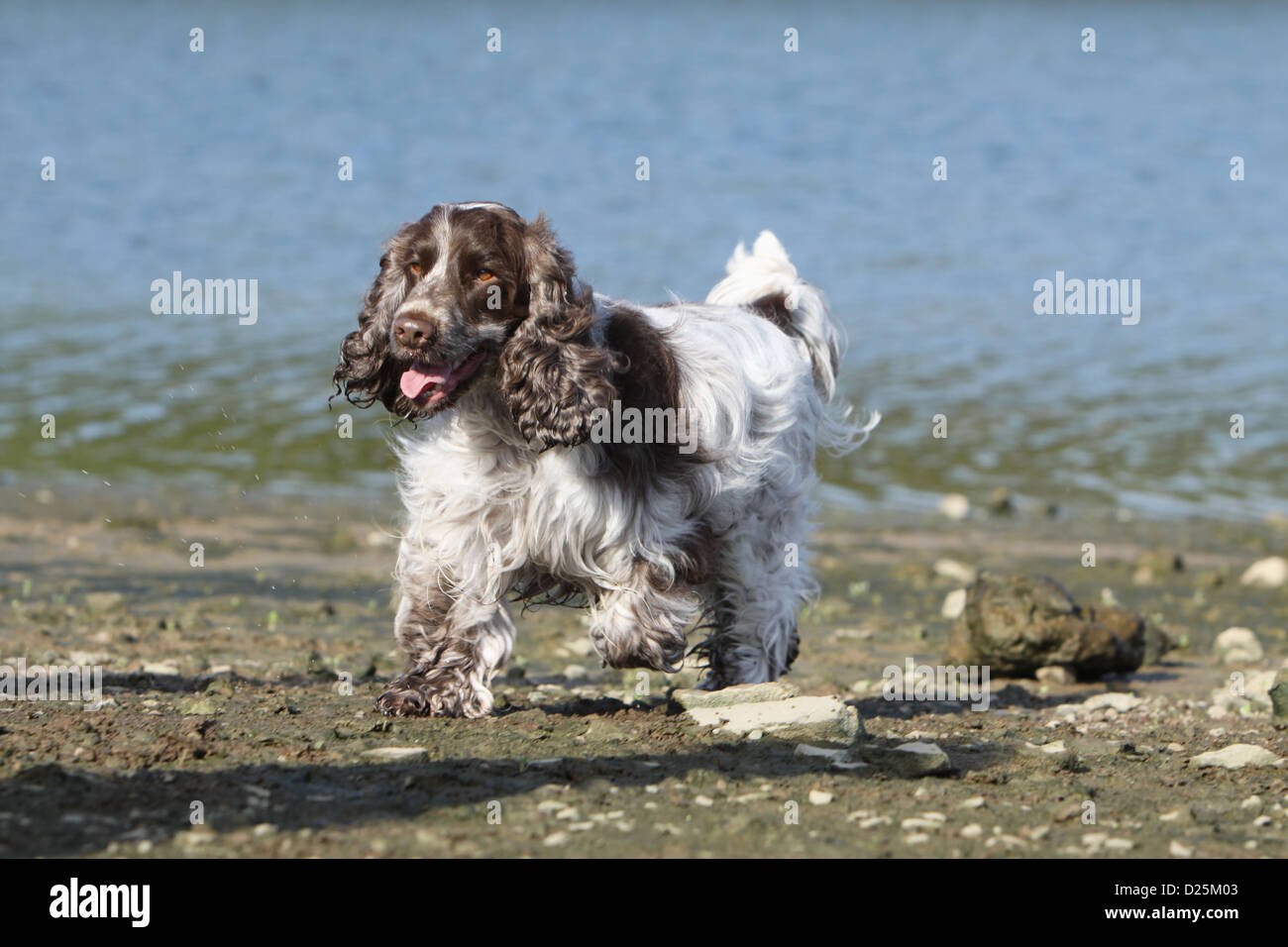 Dog English Cocker Spaniel adult (liver roan) running on a beach Stock ...