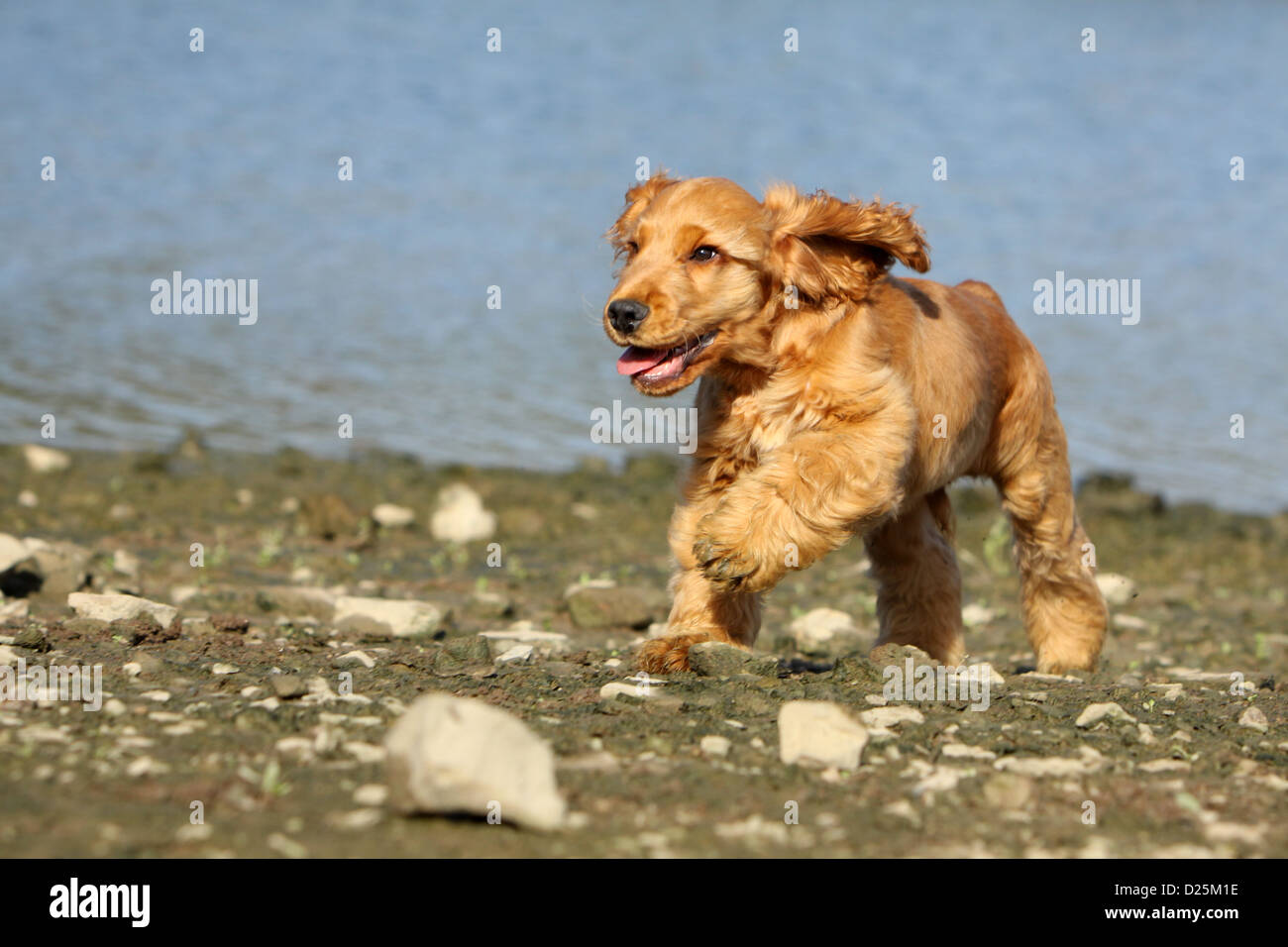 Dog English Cocker Spaniel puppy (red) running on the edge of a lake ...