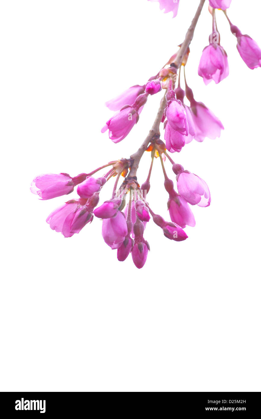 Japan cherry blossoms sakura Cut Out Stock Images & Pictures - Alamy
