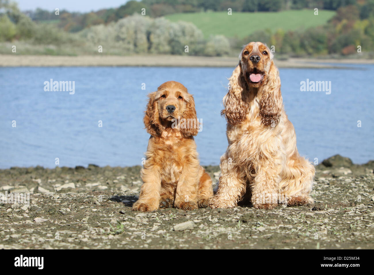 Dog English Cocker Spaniel adult and puppy (red) sitting on the edge of ...