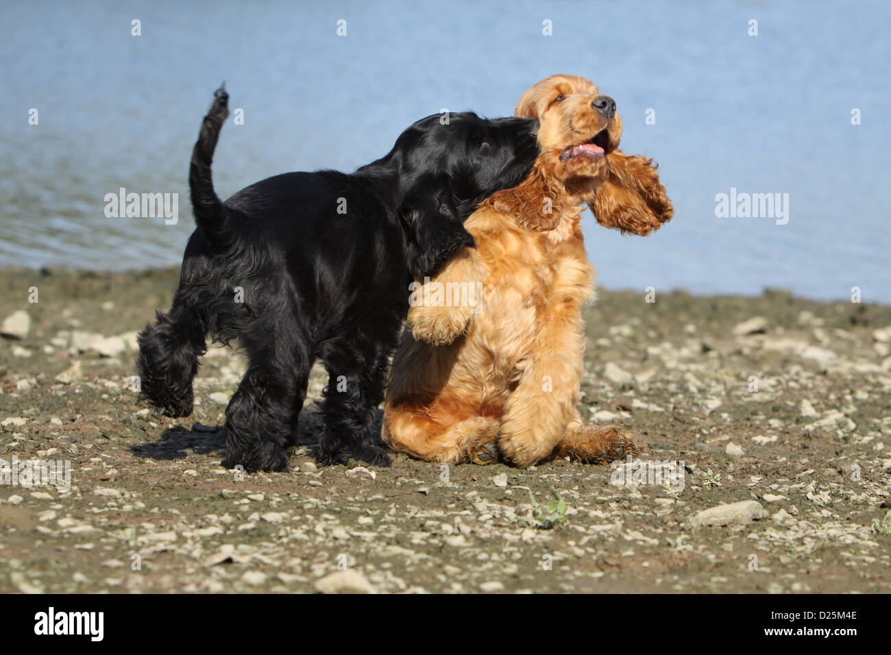Dog English Cocker Spaniel two puppies (red and black) paying on a ...