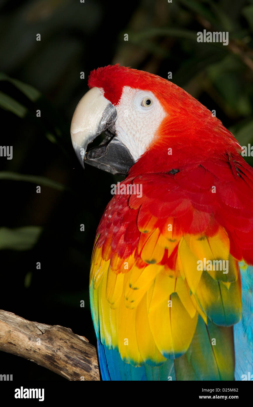 Scarlet Macaw (Ara macao Stock Photo - Alamy