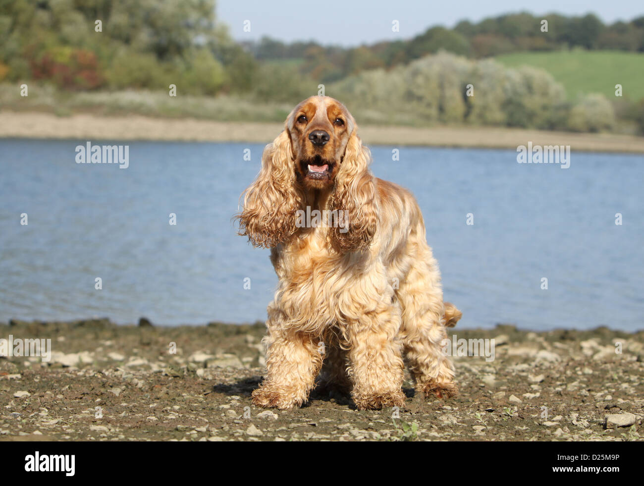 Dog English Cocker Spaniel adult (red) standing on the edge of a lake ...
