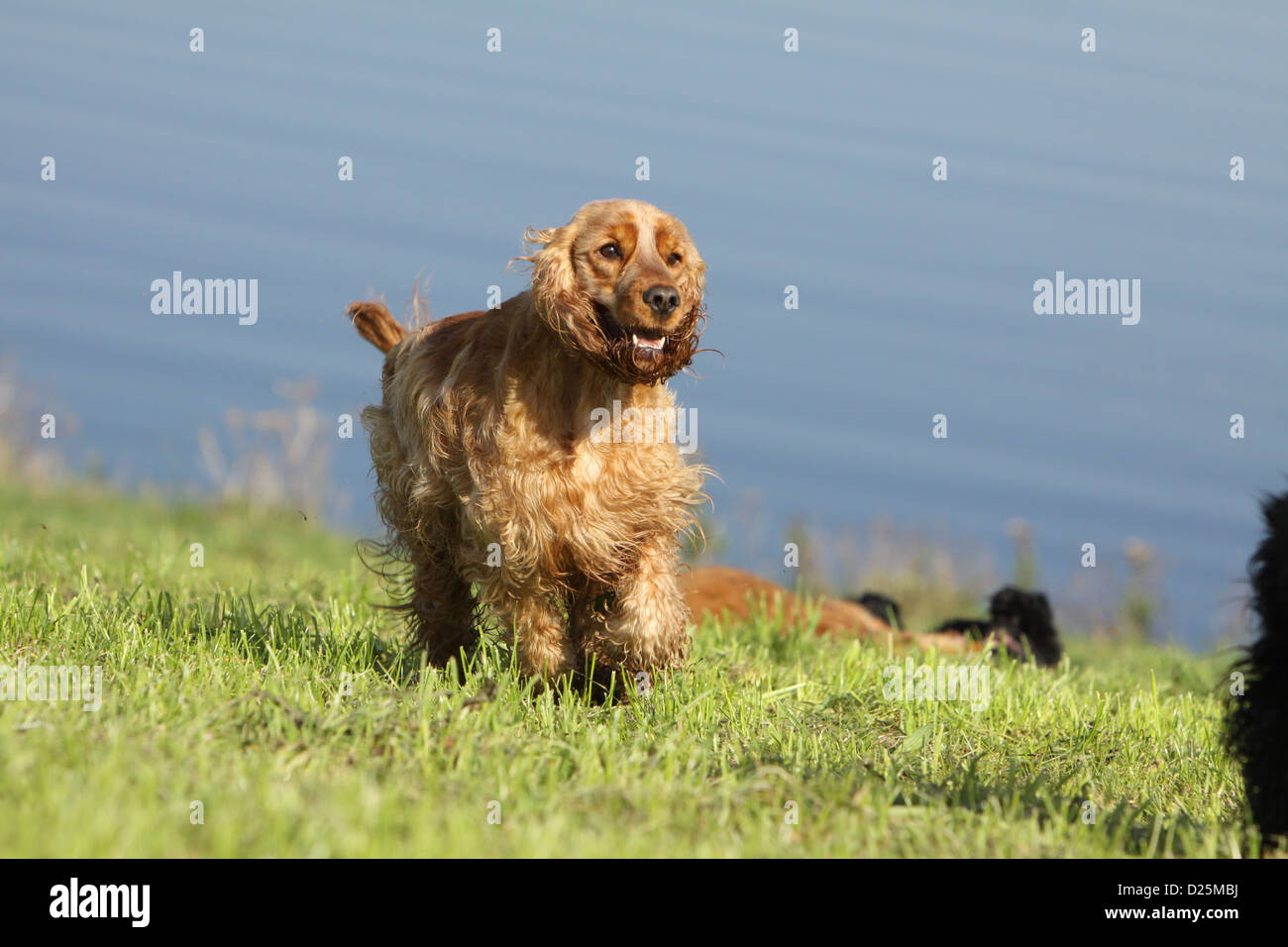 Dog English Cocker Spaniel adult (red) running on the edge of a lake ...
