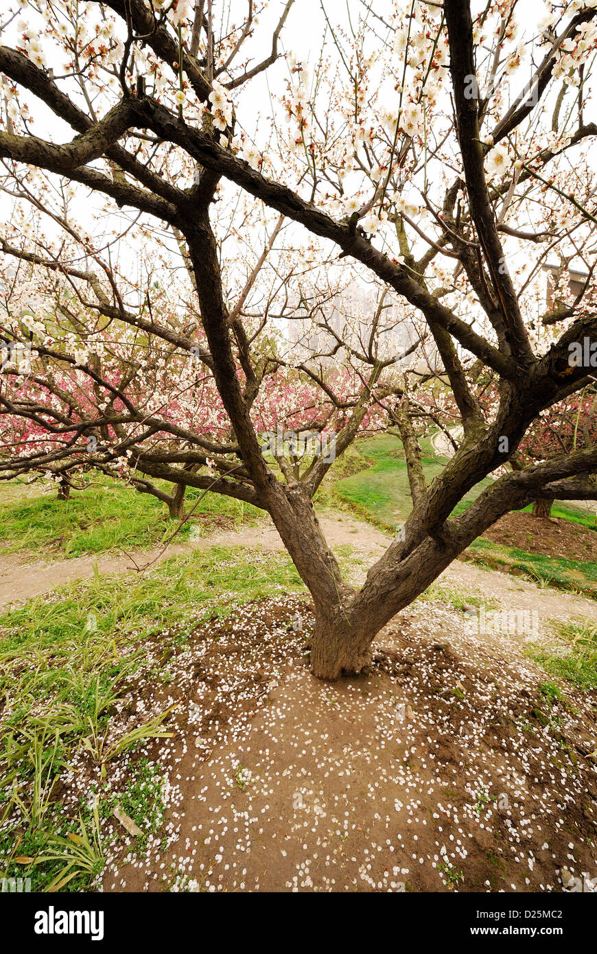 Spring scenery of Cherry Blossom surrounded by unique branches and twig ...