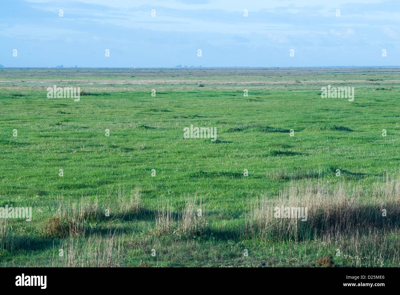 Everglades flora hi-res stock photography and images - Alamy