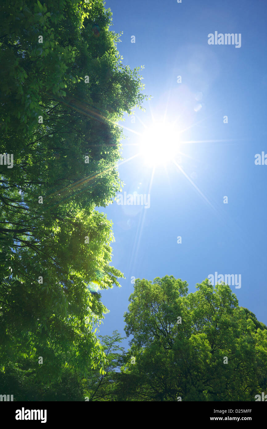 Trees and blue sky Stock Photo - Alamy