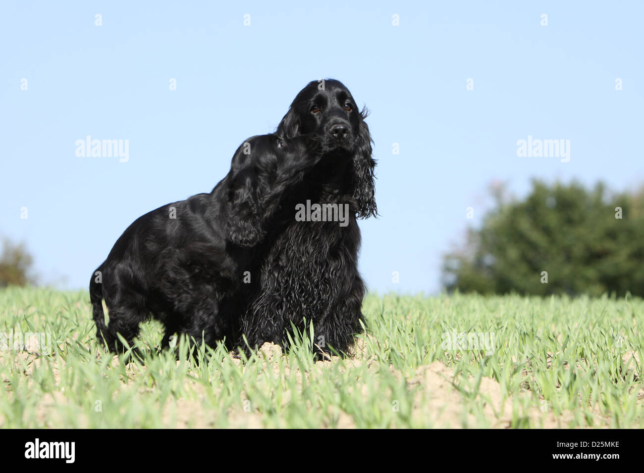 Dog English Cocker Spaniel adult and puppy (black) in a meadow Stock ...