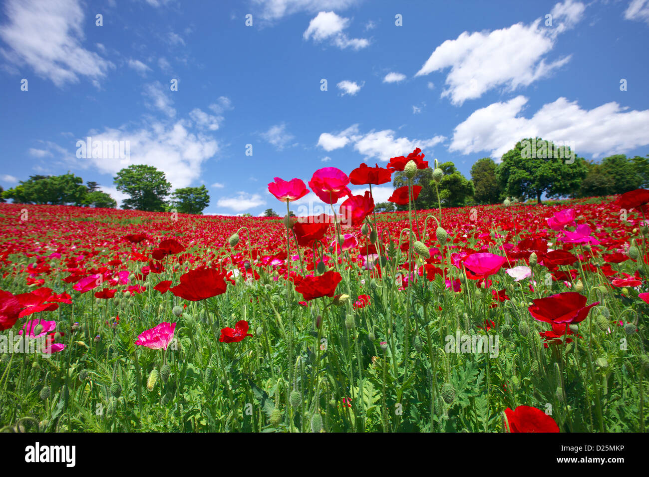 Poppy flowers, Tokyo Prefecture Stock Photo - Alamy