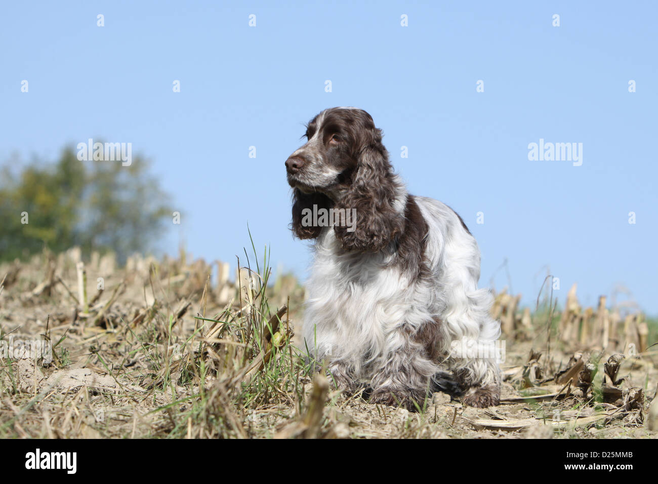 Liver roan hi-res stock photography and images - Alamy