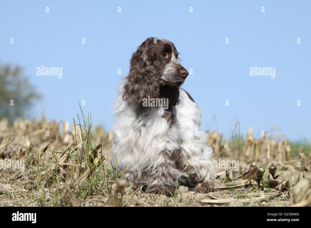 Liver cocker spaniel hi-res stock photography and images - Alamy