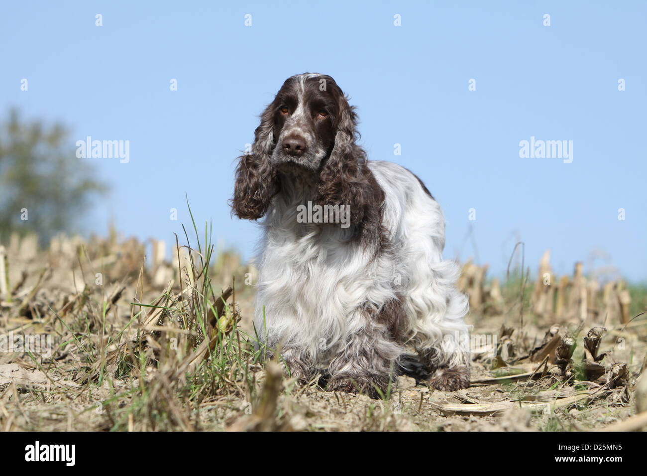 Dog english spaniel adult liver hi-res stock photography and images - Alamy