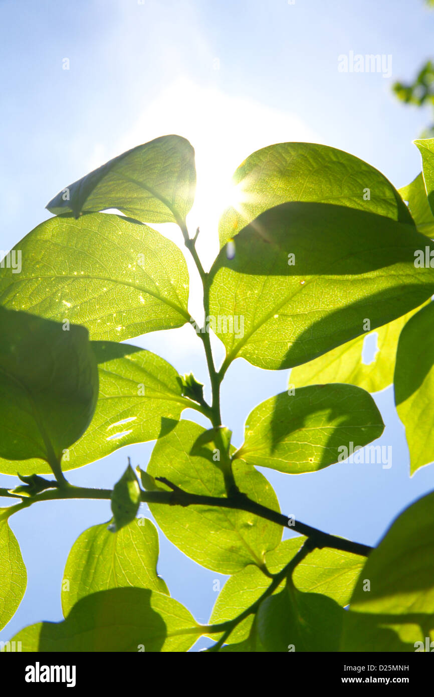 Tama river branch hi-res stock photography and images - Alamy