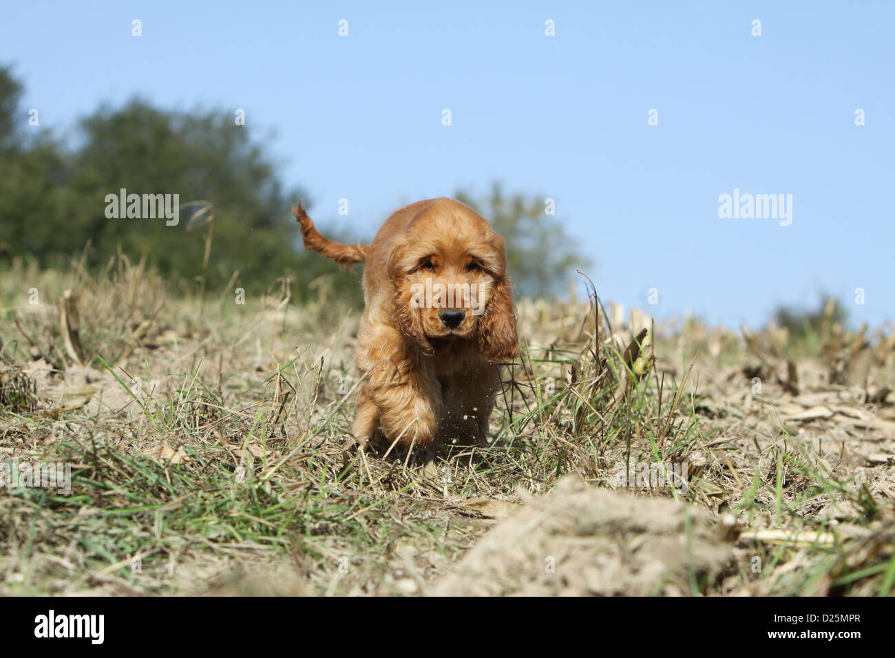Dog English Cocker Spaniel puppy (red) walking in a field Stock Photo ...