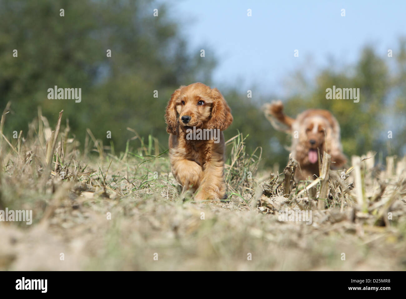 Pup flair hi-res stock photography and images - Alamy