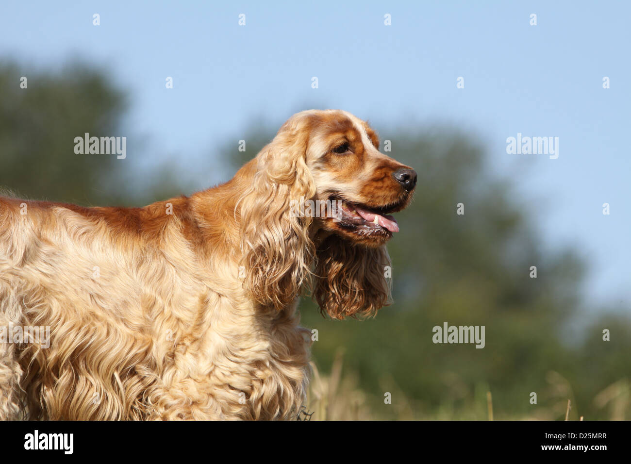 Dog English Cocker Spaniel adult (red) portrait profile Stock Photo - Alamy