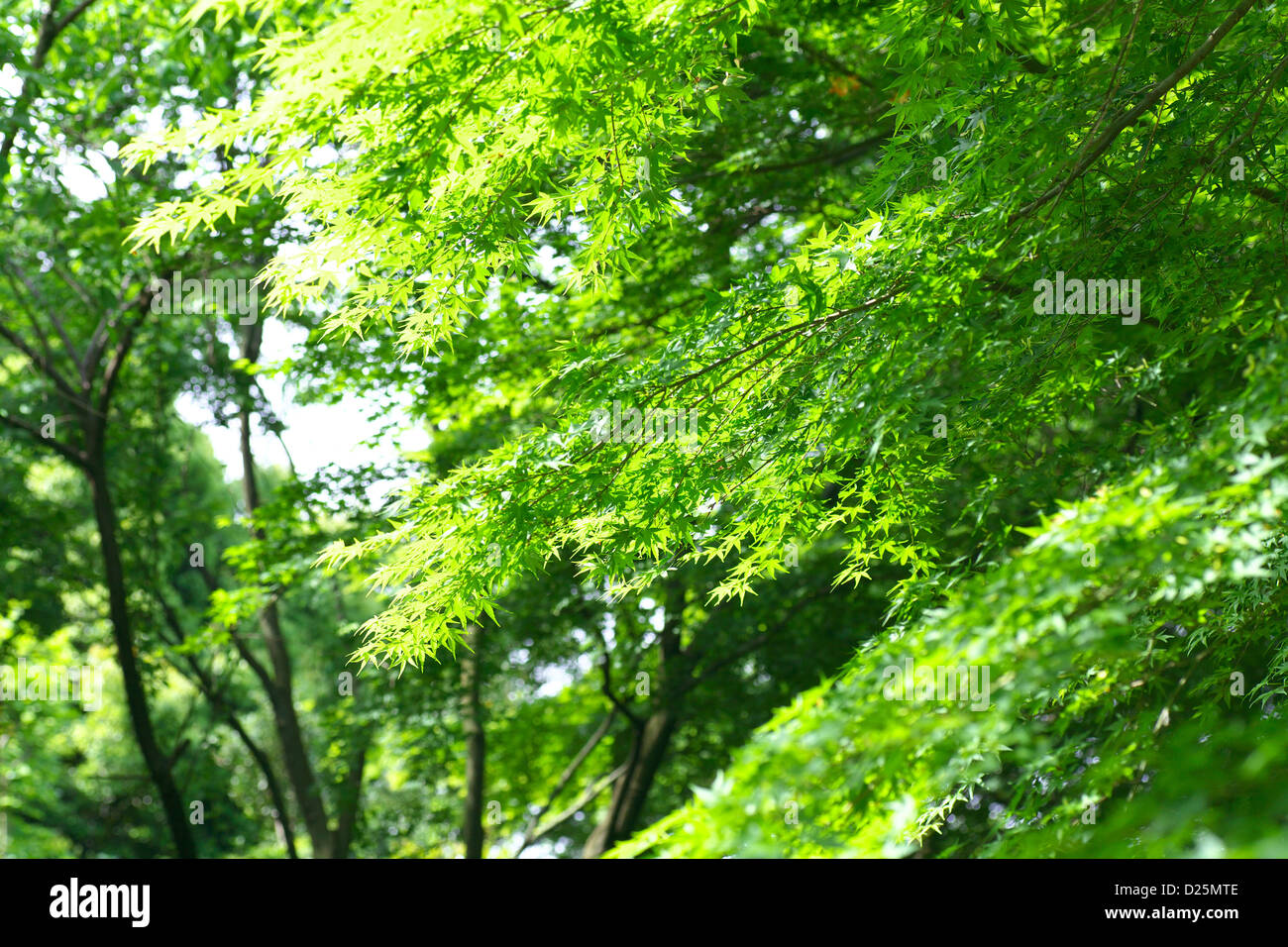 Trees and green leaves Stock Photo - Alamy