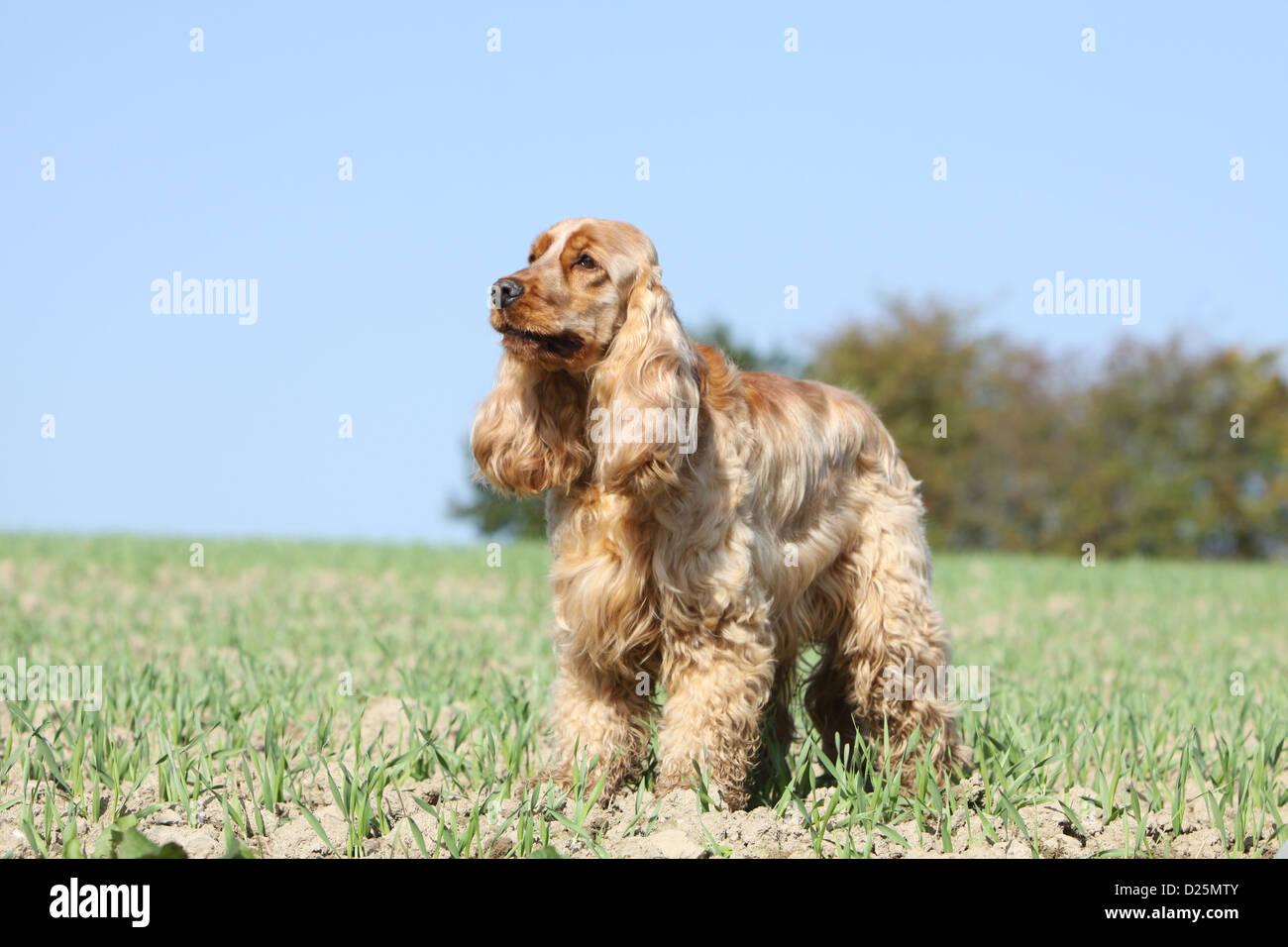 Field spaniel profile hi-res stock photography and images - Alamy
