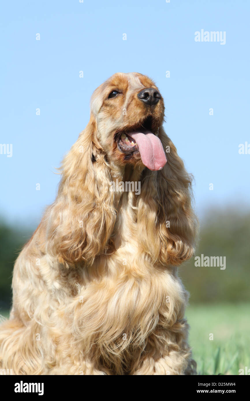 Dog English Cocker Spaniel adult (red) portrait Stock Photo - Alamy