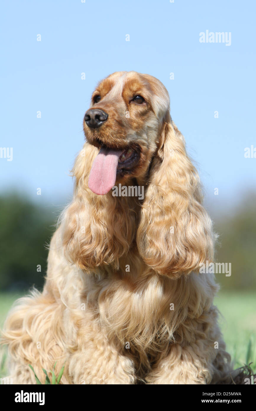 Dog English Cocker Spaniel adult (red) portrait Stock Photo - Alamy